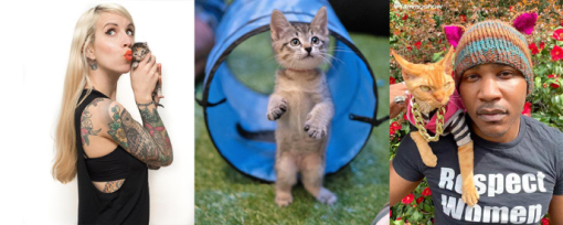 Shop - POP Cats