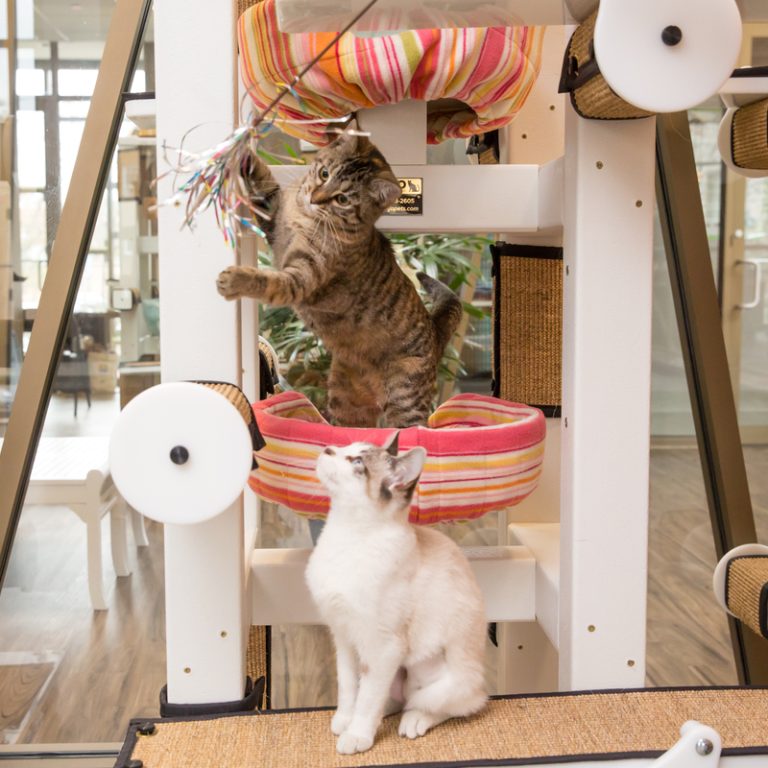 POP Cats Chicago 2026: Midwest’ Ultimate Cat Convention - POP Cats