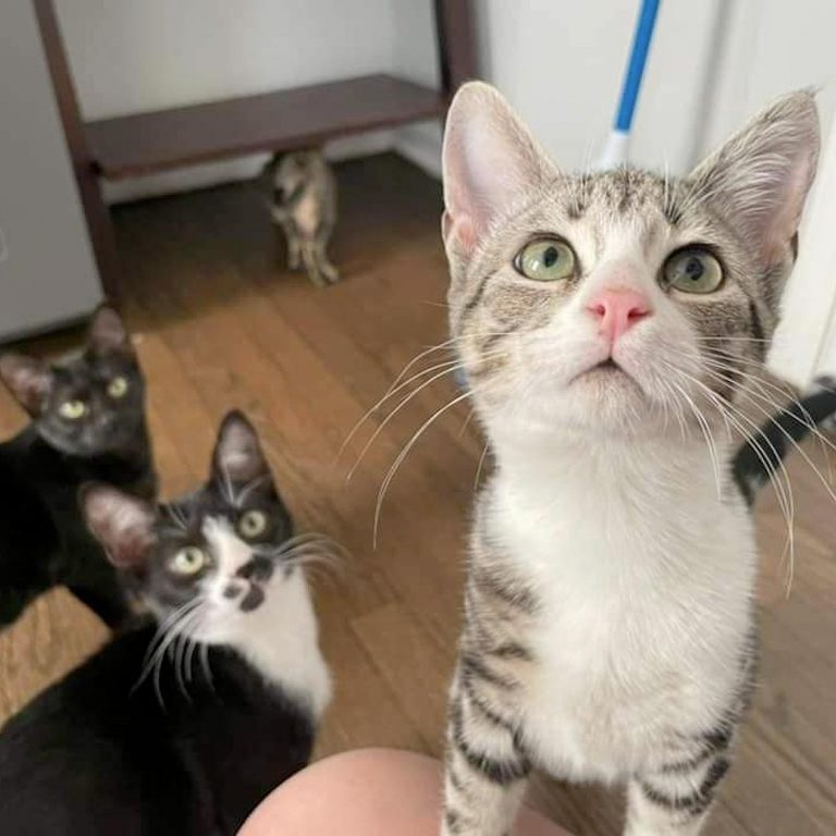POP Cats Chicago 2026: Midwest’ Ultimate Cat Convention - POP Cats