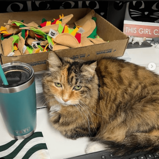 POP Cats Seattle 2026: Pacific Northwest’s Ultimate Cat Convention ...
