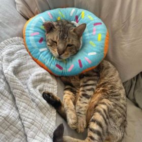 POP Cats Chicago 2026: Midwest’ Ultimate Cat Convention - POP Cats