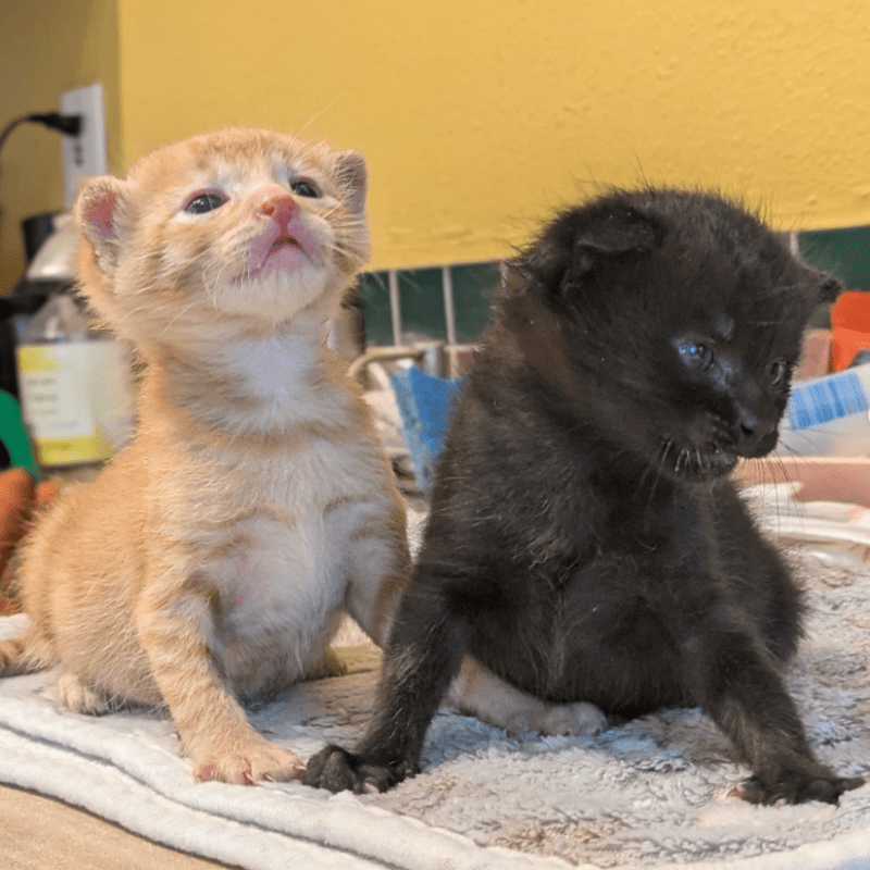 POP Cats Seattle 2026: Pacific Northwest’s Ultimate Cat Convention ...