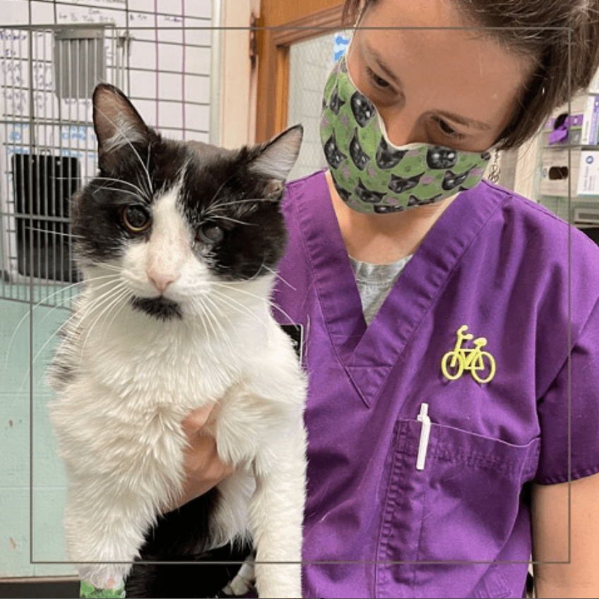 POP Cats Seattle 2025: Washington’s Ultimate Cat Convention - POP Cats