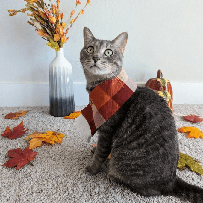 POP Cats Austin 2025: Texas’ Ultimate Cat Convention - POP Cats