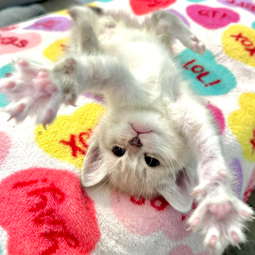 POP Cats Madison 2025: Wisconsin’s Ultimate Cat Convention - POP Cats