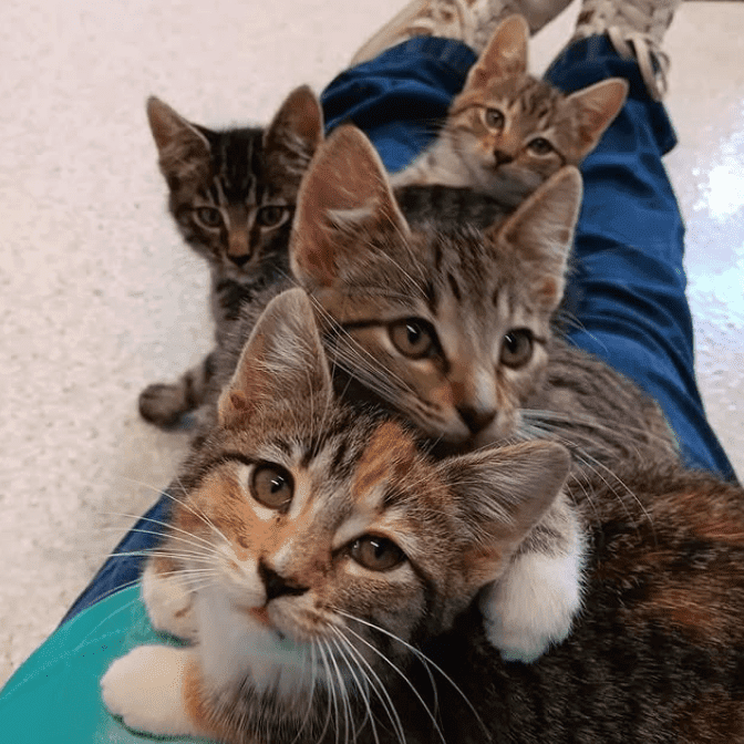 POP Cats Madison 2025: Wisconsin’s Ultimate Cat Convention - POP Cats