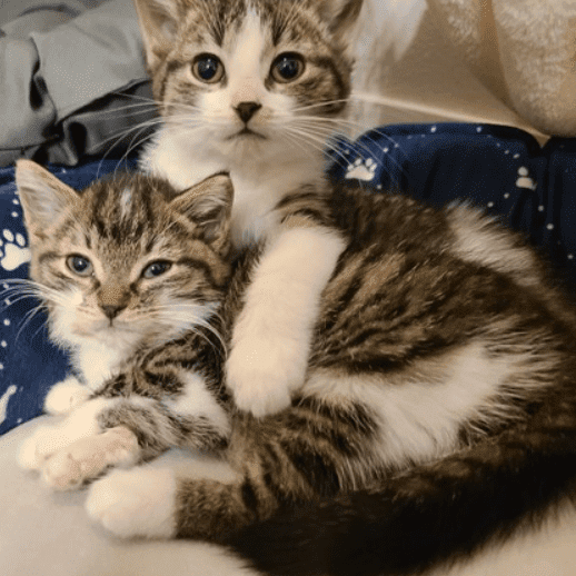 POP Cats Madison 2025: Wisconsin’s Ultimate Cat Convention - POP Cats