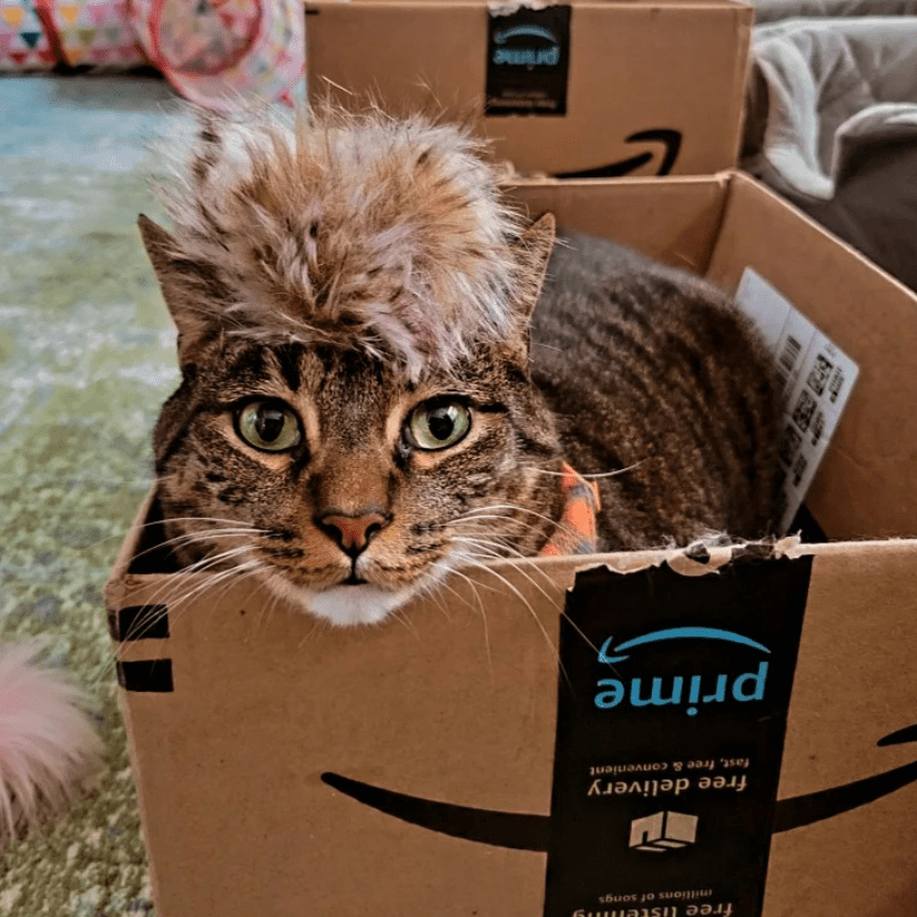 POP Cats Madison 2025: Wisconsin’s Ultimate Cat Convention - POP Cats