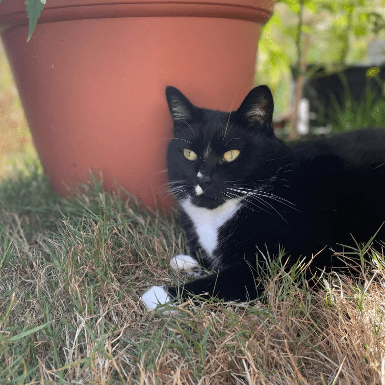 POP Cats Seattle 2025: Washington’s Ultimate Cat Convention - POP Cats