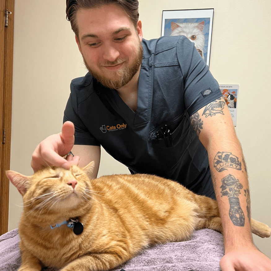 POP Cats Columbus 2025: Ohio's Ultimate Cat Convention - POP Cats