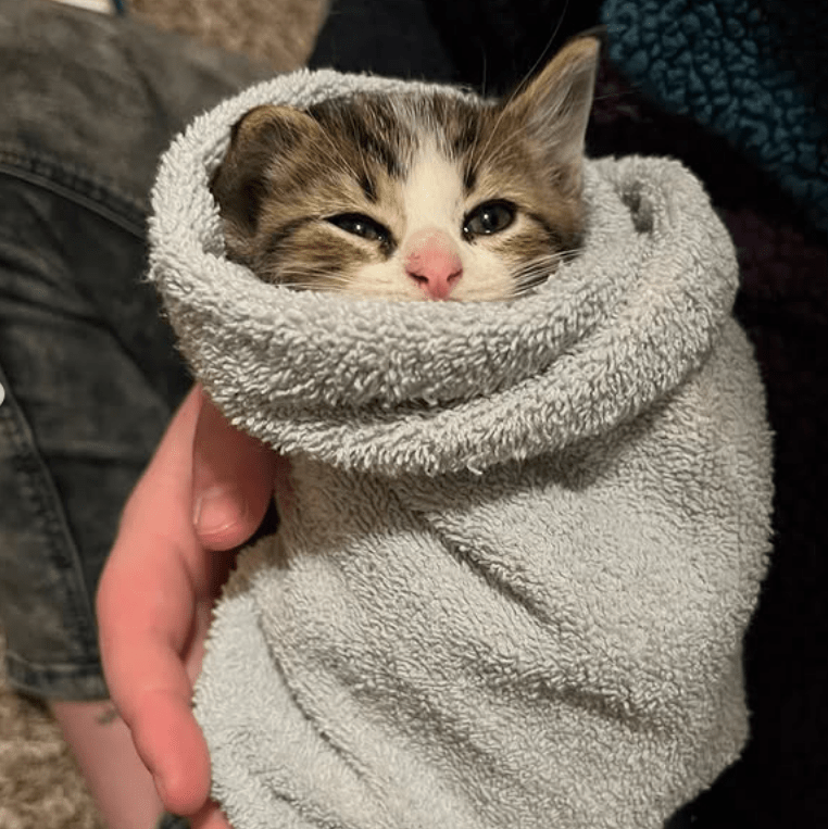 POP Cats Columbus 2025: Ohio's Ultimate Cat Convention - POP Cats