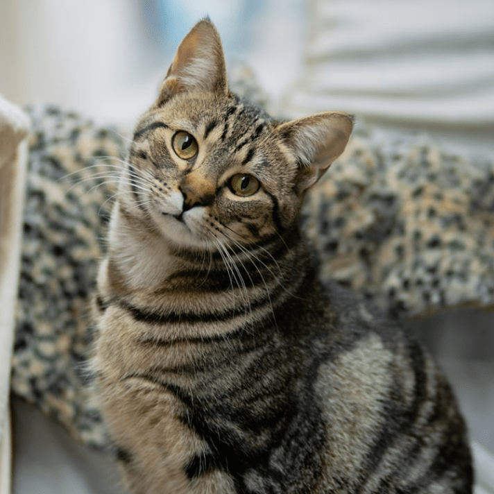 POP Cats Columbus 2025: Ohio's Ultimate Cat Convention - POP Cats