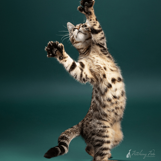 POP Cats Austin 2025: Texas’ Ultimate Cat Convention - POP Cats