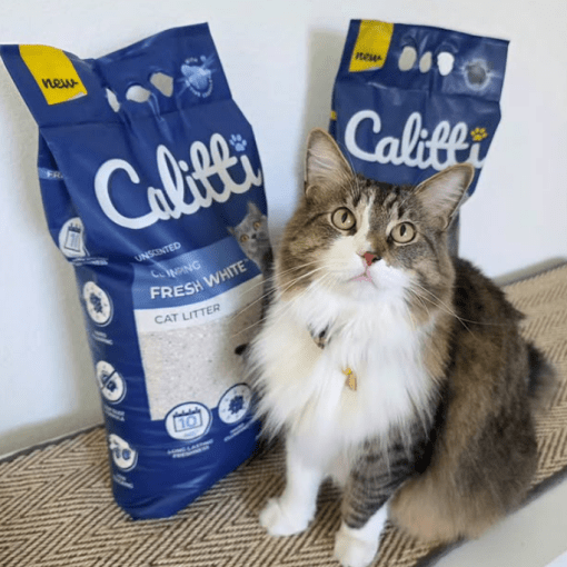POP Cats Chicago 2026: Midwest’ Ultimate Cat Convention - POP Cats