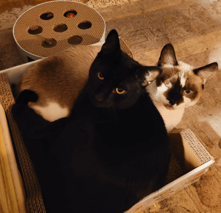 POP Cats Seattle 2026: Pacific Northwest’s Ultimate Cat Convention ...