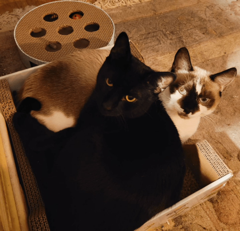 POP Cats Seattle 2026: Pacific Northwest’s Ultimate Cat Convention ...