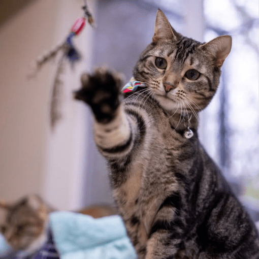 POP Cats Seattle 2026: Pacific Northwest’s Ultimate Cat Convention ...